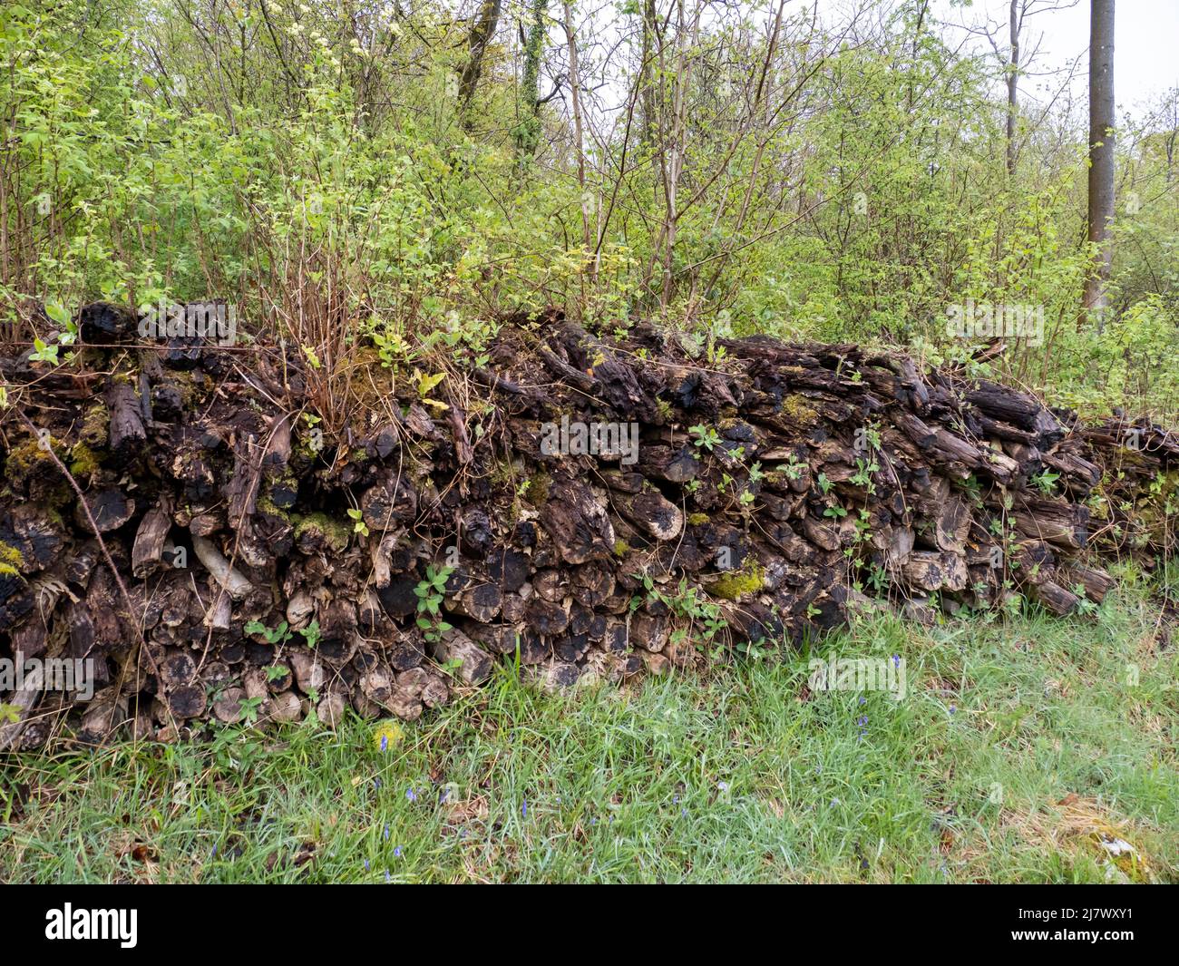 A pile of old rotten timber left for insect habitat in woodland on ...