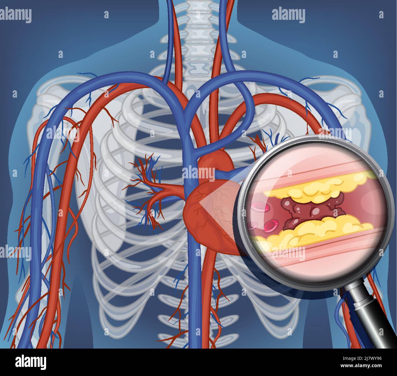 X Ray Of Human Body With Internal Organs Illustration Stock Vector Image And Art Alamy