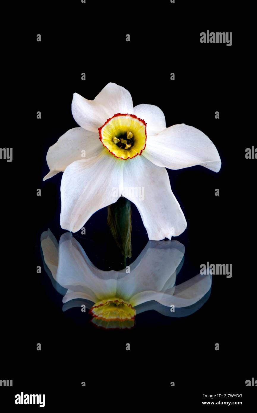 White daffodil flower on a black background with reflection Stock Photo ...