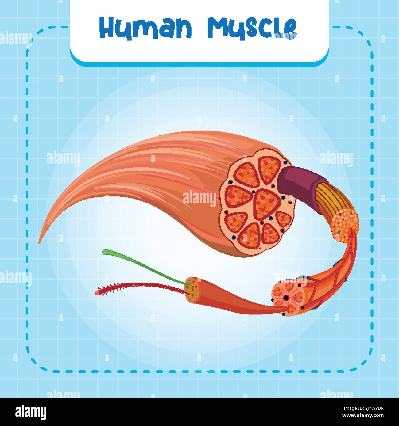 Human muscle anatomy structure illustration Stock Vector Image & Art ...