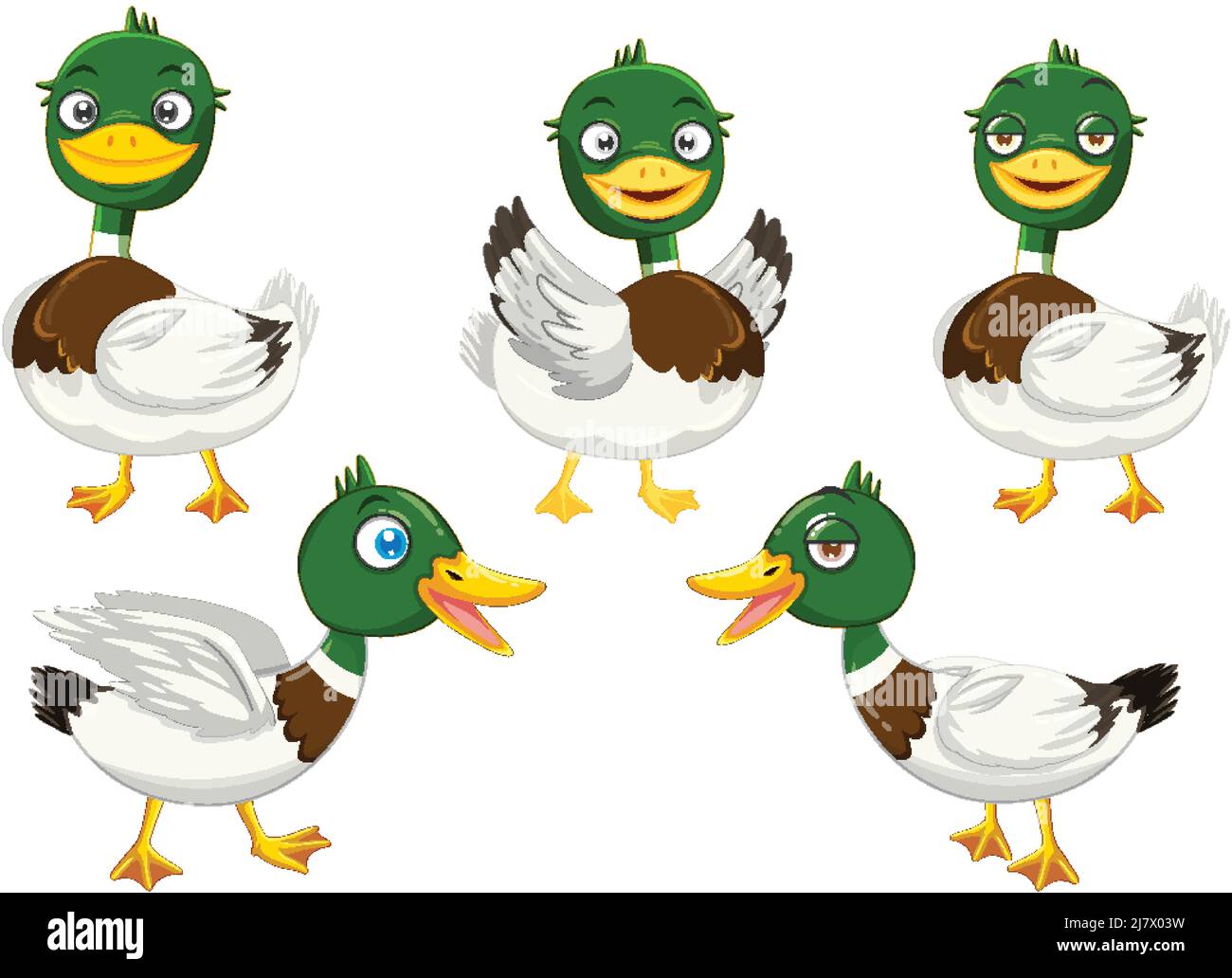 Cartoon mallard ducks set illustration Stock Vector Image & Art - Alamy