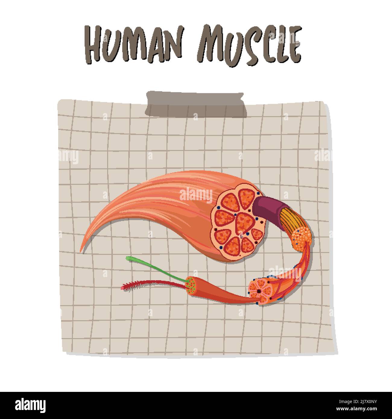 Human muscle anatomy structure illustration Stock Vector Image & Art ...