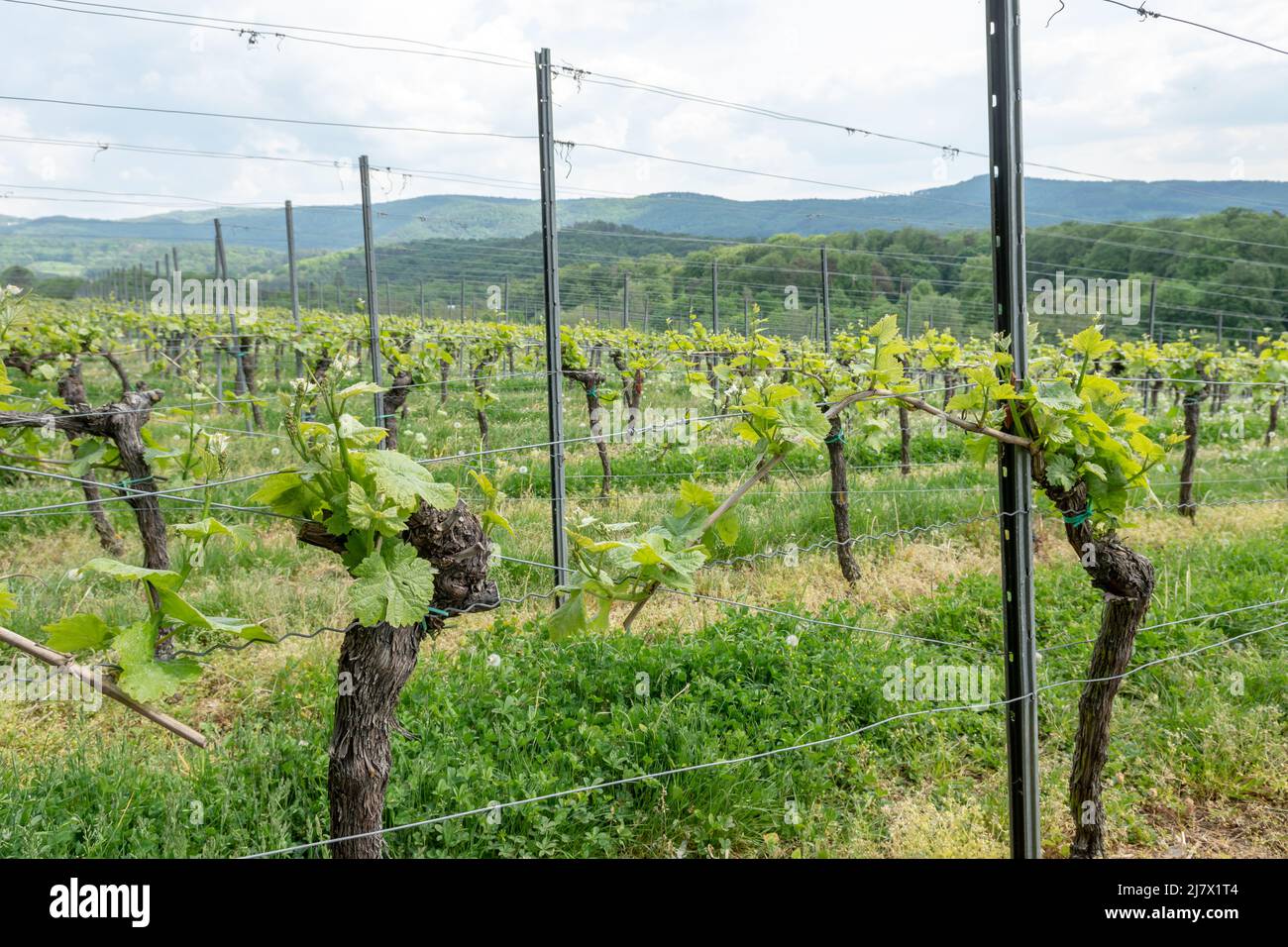 Wine field with young green wine plants at the top of a mountain ...