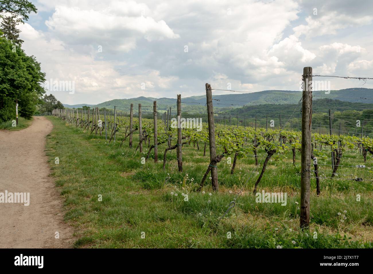 Wine field with young green wine plants at the top of a mountain ...