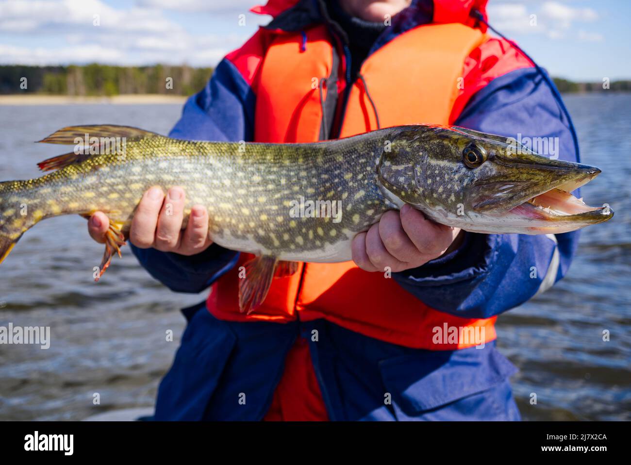 Fisherman hand holding pike. Angler with pike fish. Amateur fisherman ...