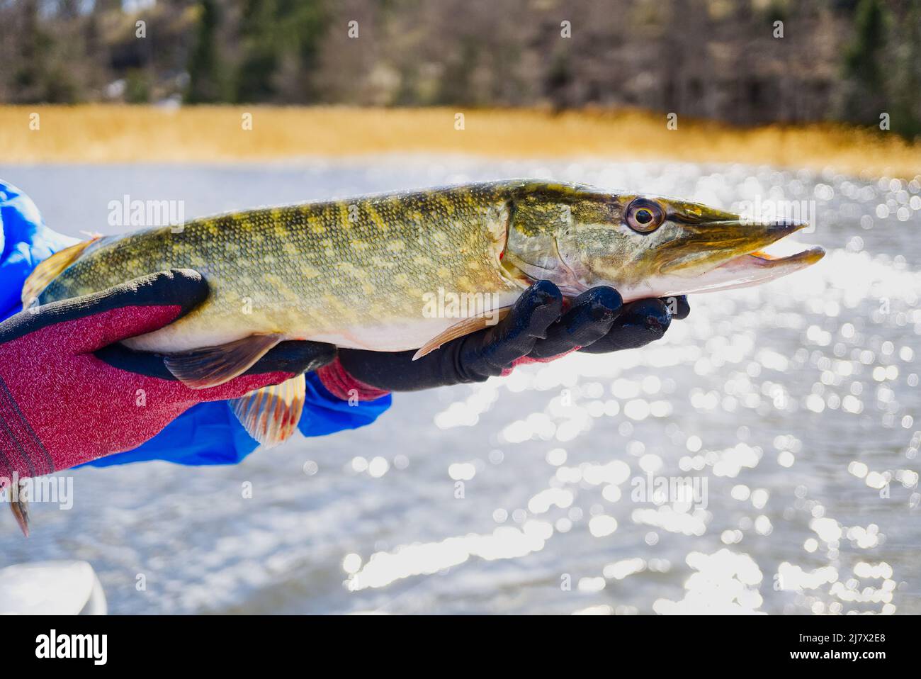 Fisherman hand holding pike. Angler with pike fish. Amateur fisherman ...