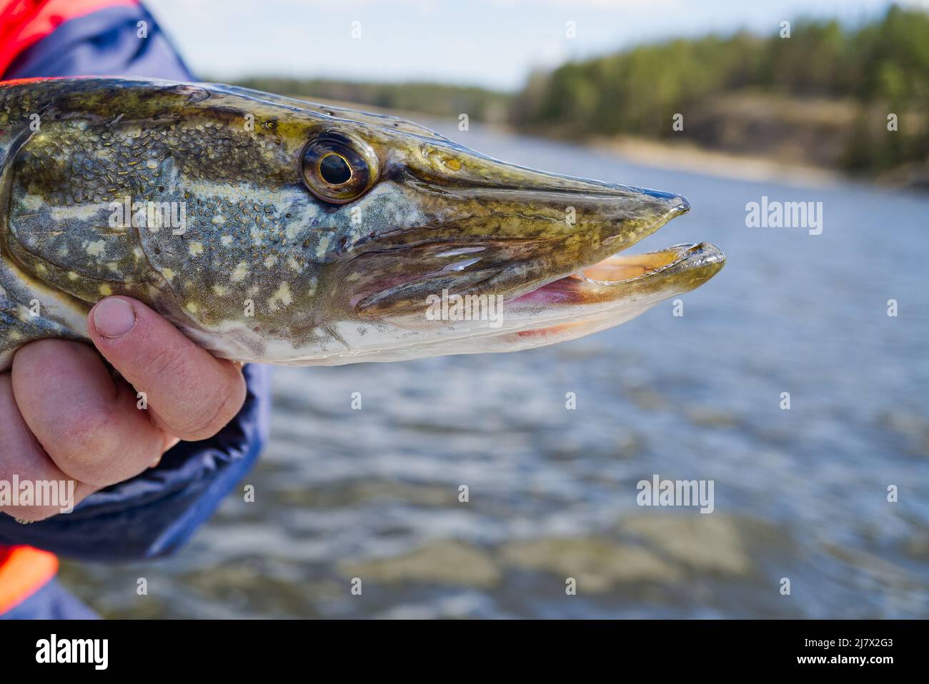 Fisherman hand holding pike. Angler with pike fish. Amateur fisherman ...
