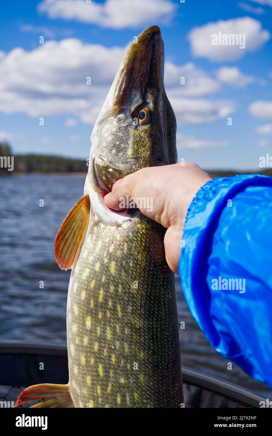 Fisherman hand holding pike. Angler with pike fish. Amateur fisherman ...