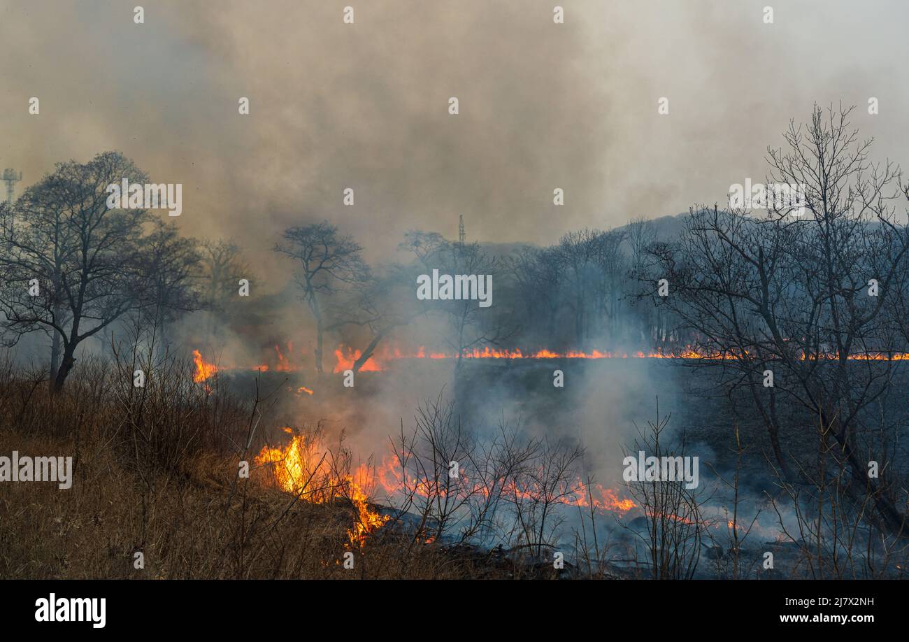 This photo shows a forest fire in Russia. The forest is on fire. High ...