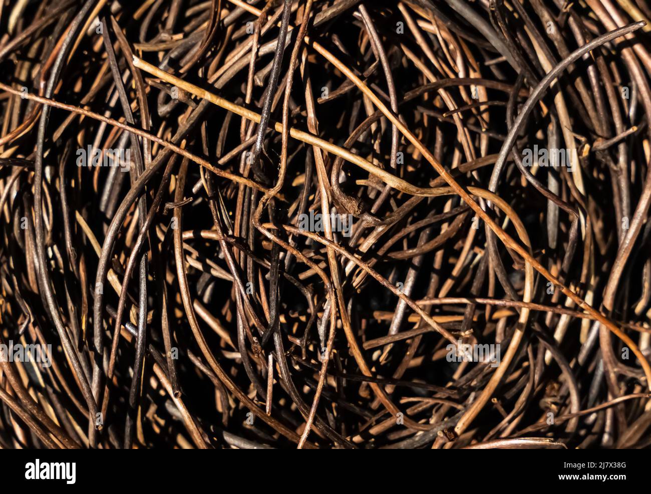 Natural background with texture of dry grape sticks from branches in ...