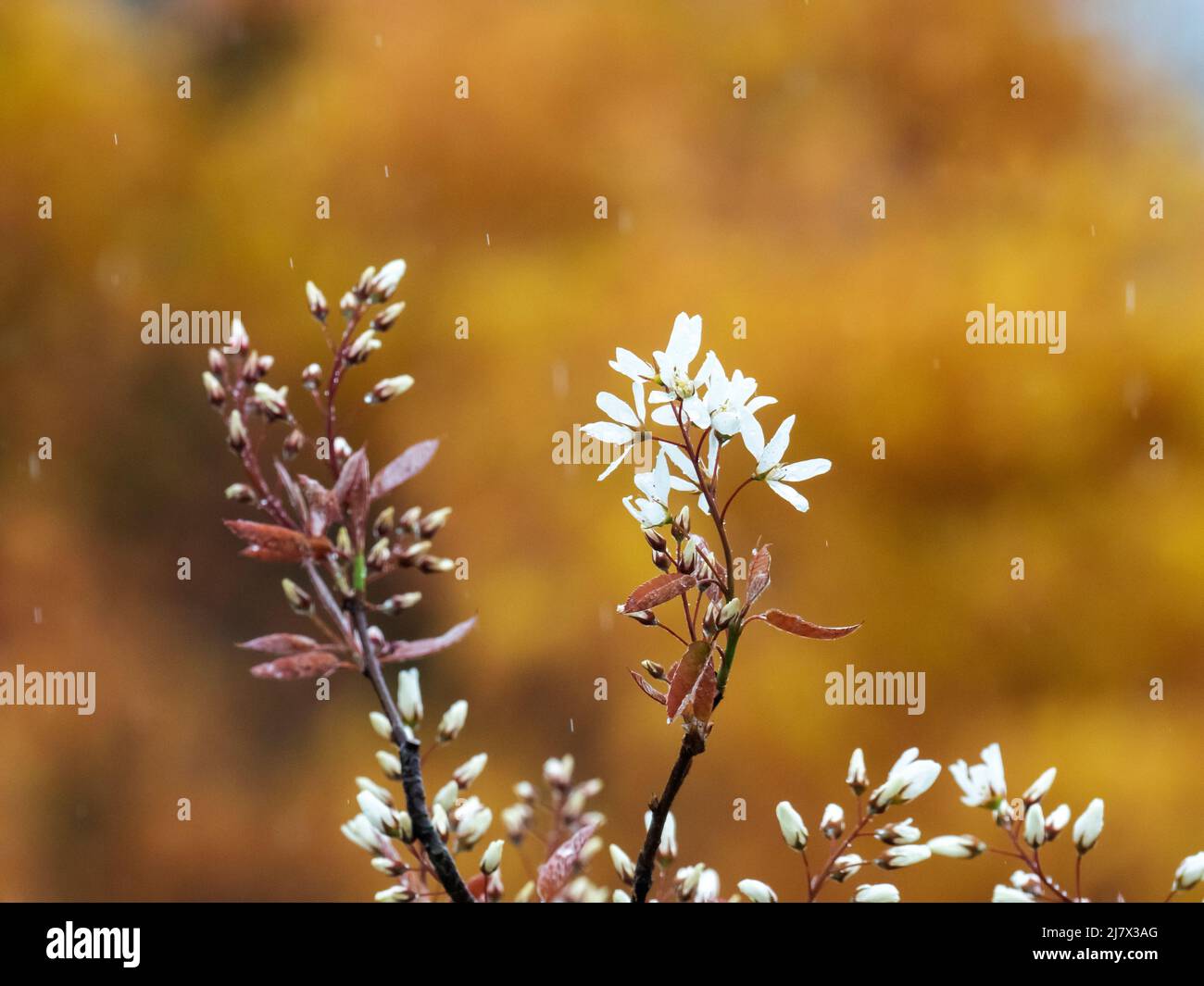 A flowering Amelanchier in an Ambleside garden, UK Stock Photo - Alamy