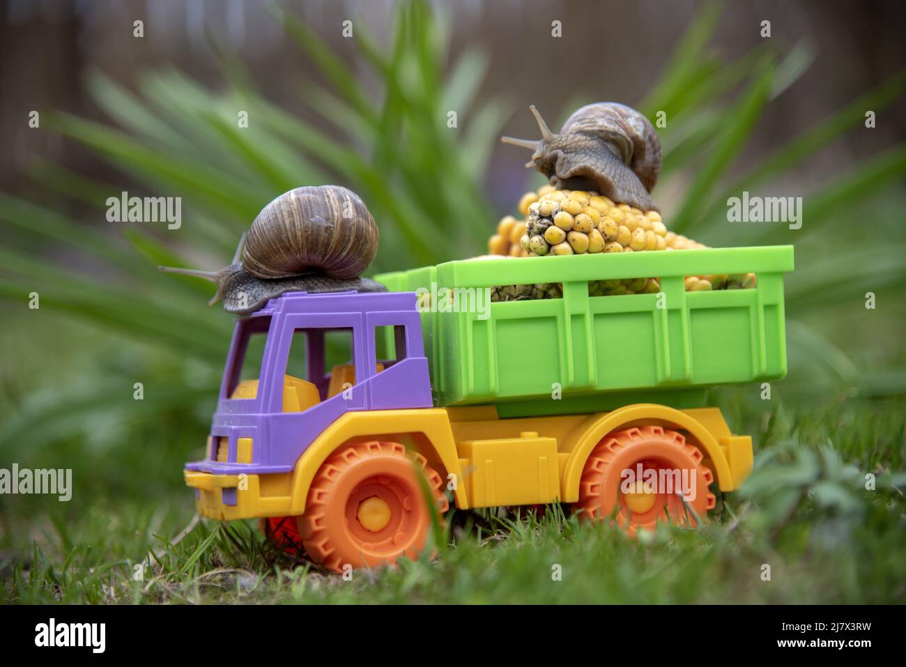 A series of photos of one day in the life of snails. Garden Snails are ...