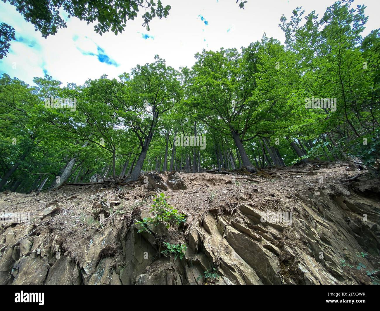 Low angle view of rock underneath green deciduous trees of a beech ...