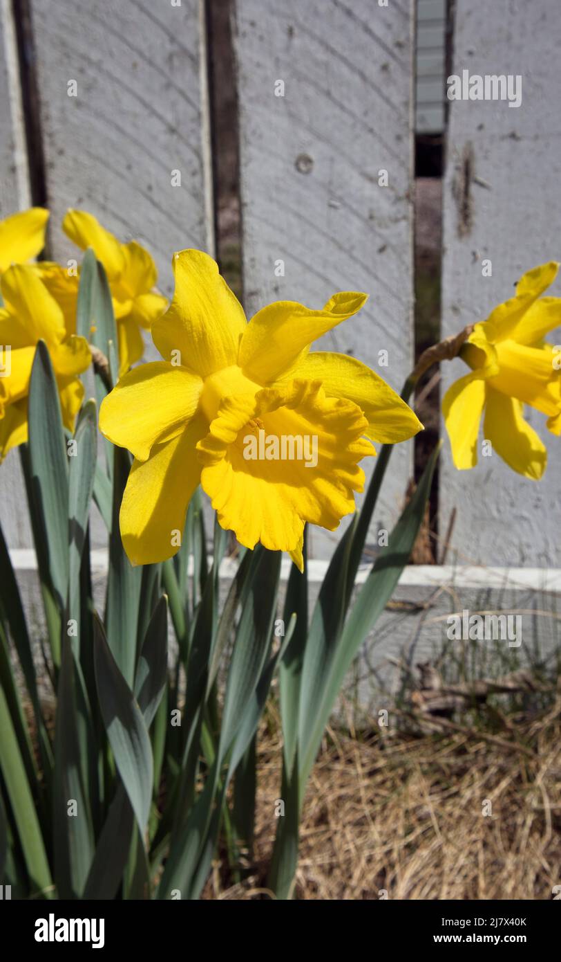 Beautiful daffodils in bloom hi-res stock photography and images - Alamy