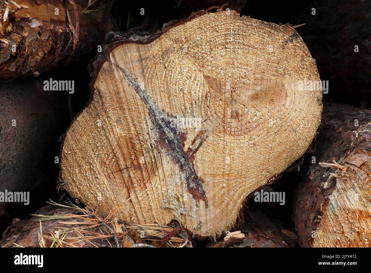 Cross section of pine tree trunk showing anomaly growth Stock Photo - Alamy