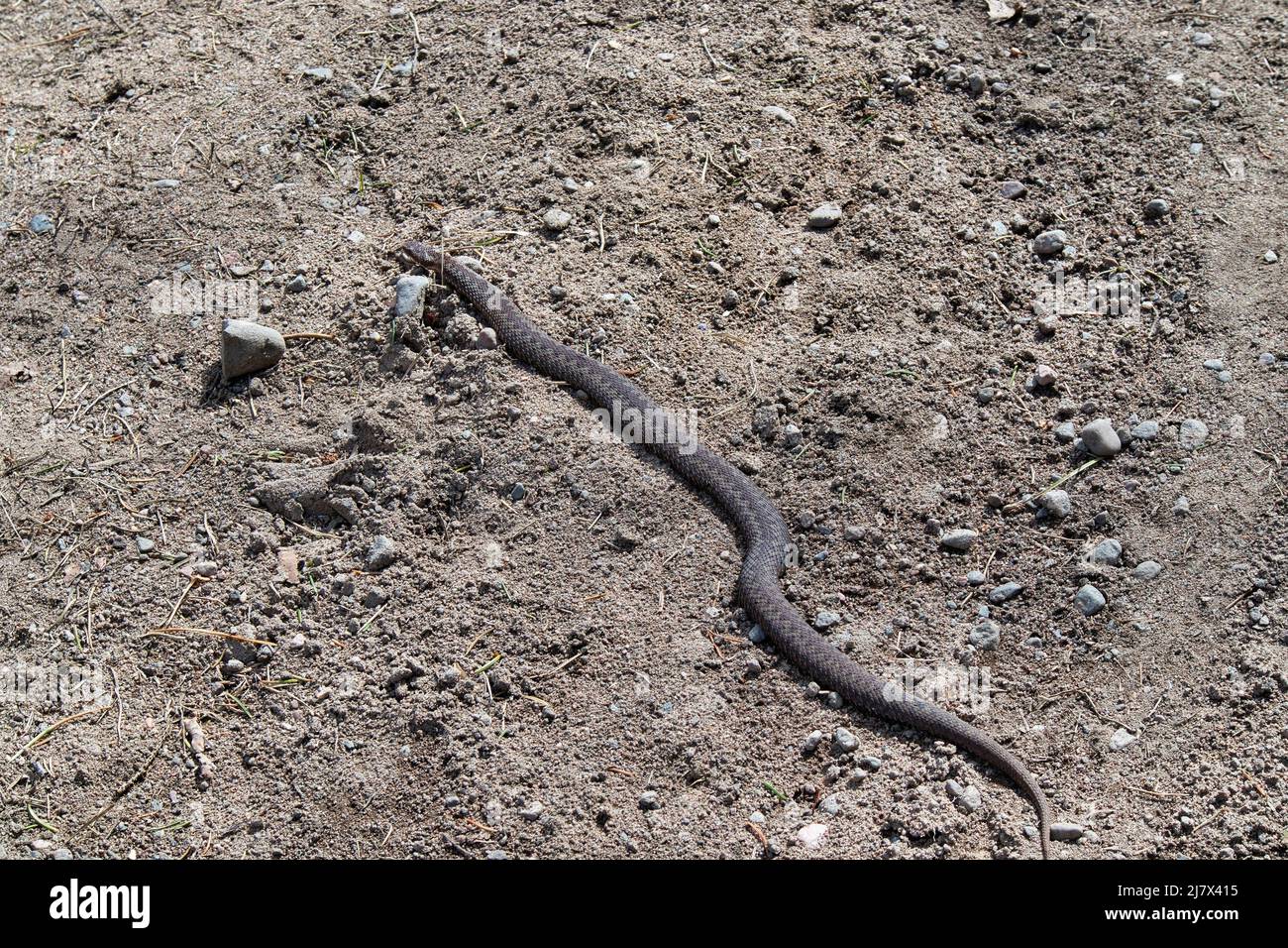 Vipera berus, the common European adder, Finland Europe Stock Photo - Alamy