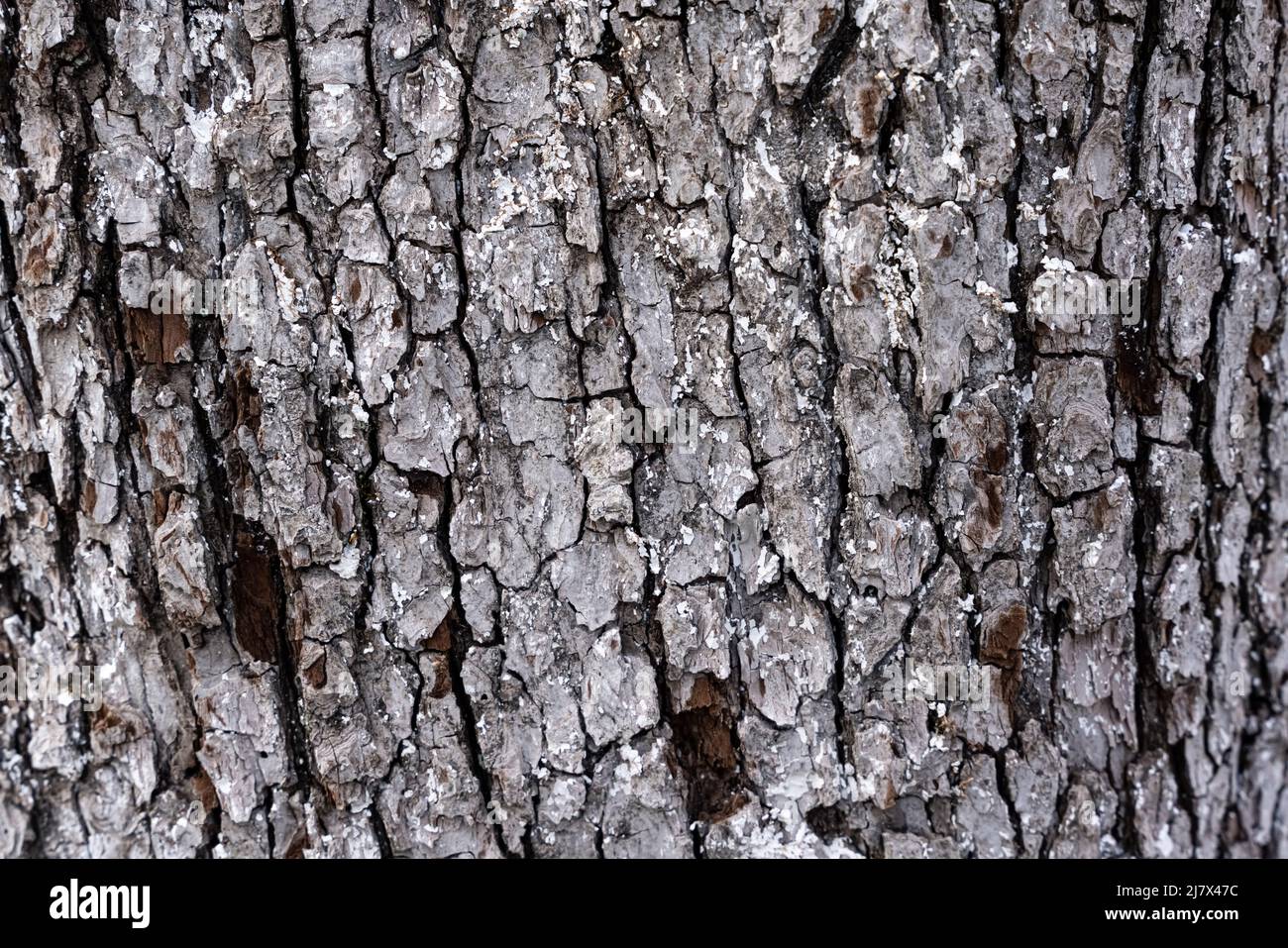 Seamless Oak Bark Texture