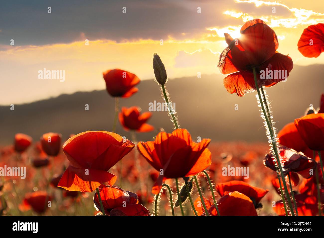 Beautiful red poppies sunset hi-res stock photography and images - Alamy