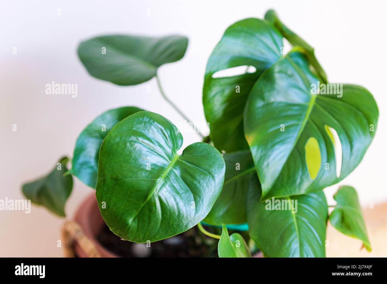 Monstera deliciosa houseplant in bright sunlight Stock Photo - Alamy