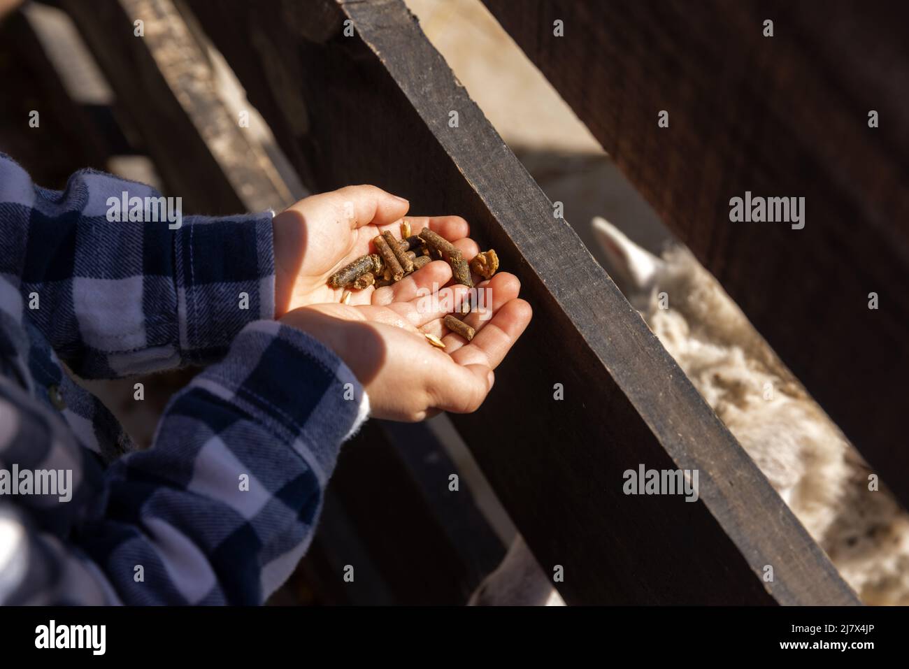 Child's hand with food to feed animals Stock Photo - Alamy
