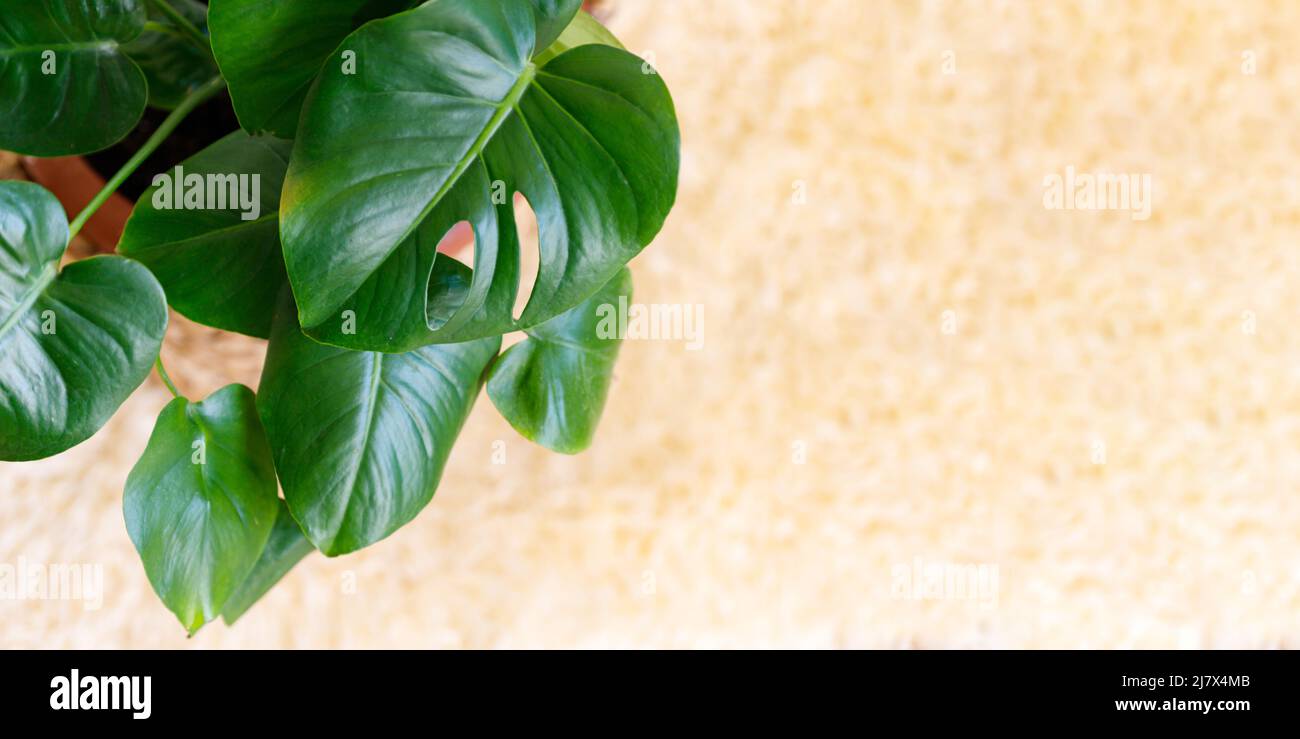 Monstera deliciosa houseplant in bright sunlight Stock Photo - Alamy