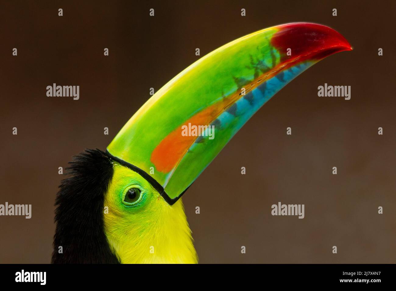 Keel-billed Toucan (Ramphastos sulfuratus) head shot showing the ...