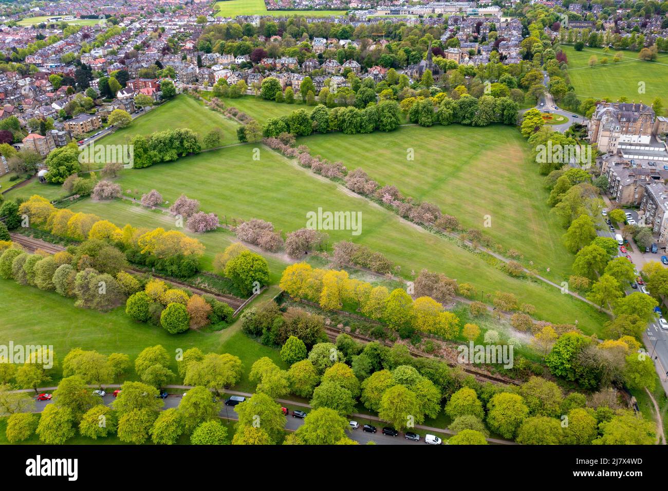 Aerial drone view of beautiful blossom trees in the spring time in the ...