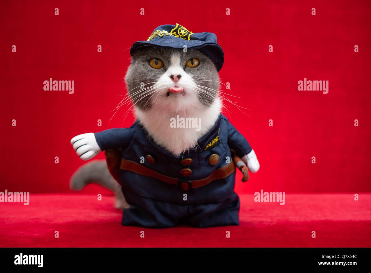 a british shorthair cat wears a policemen cosplay costume and sticking ...