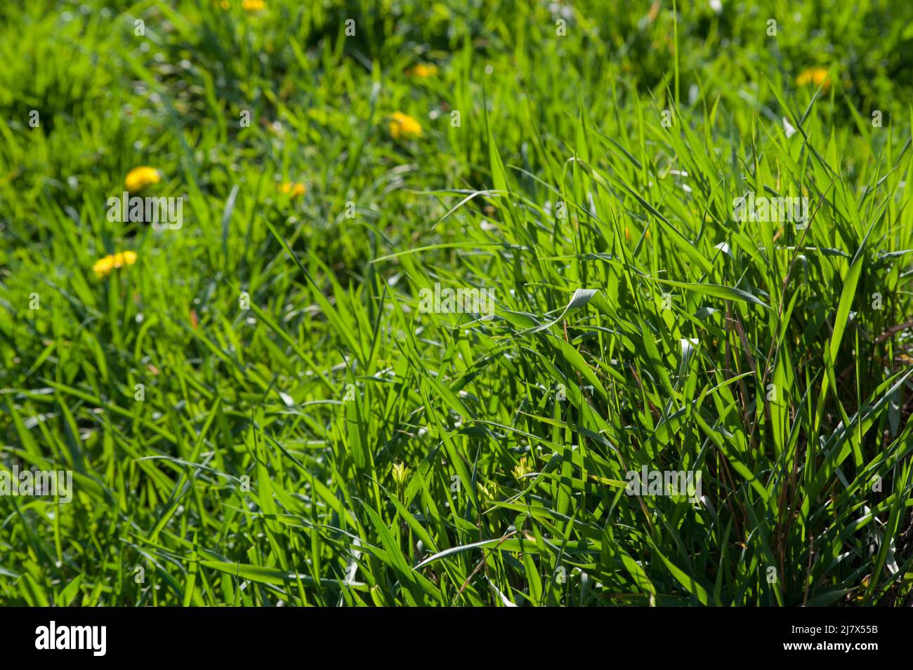 Spring grass juicy young grass hi-res stock photography and images - Alamy