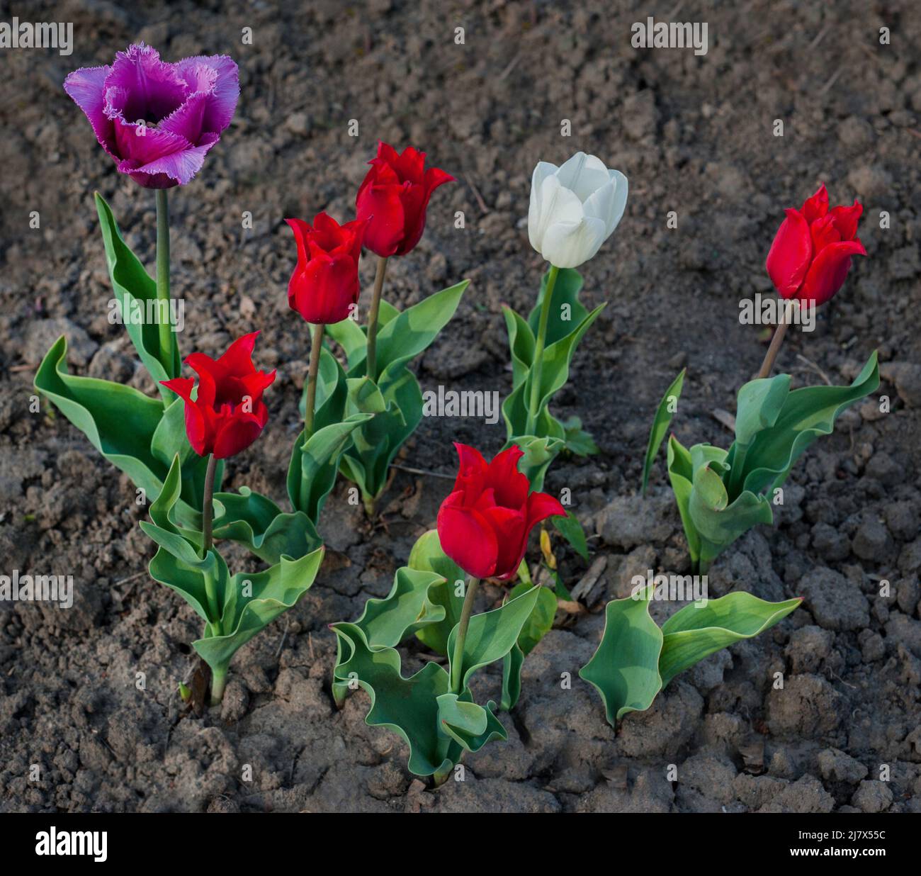 A variety of tulips grow in the garden. Close up of a tulip. flowers in ...