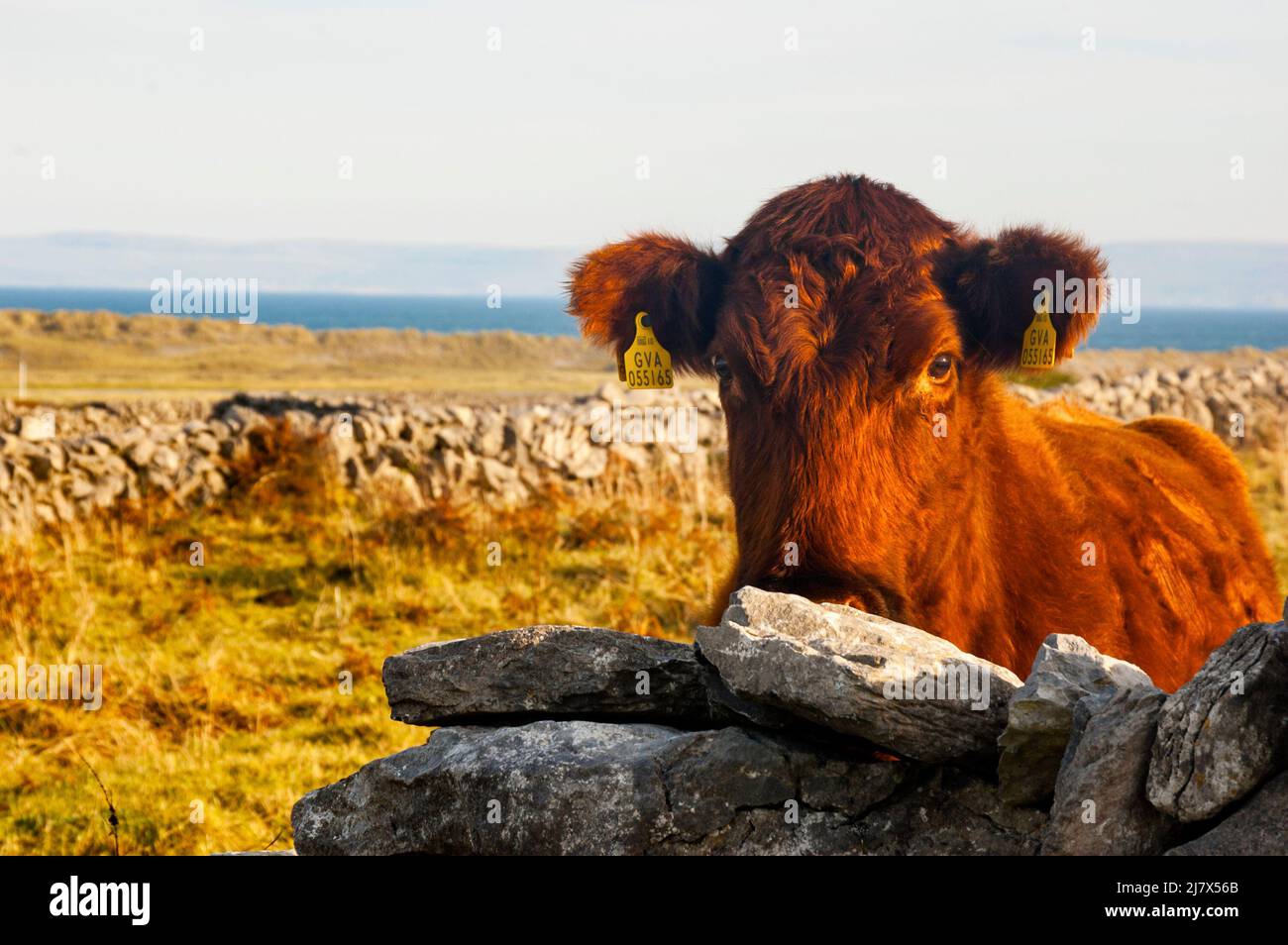 Aran Island Inishmaan off the coast of Ireland karst landscape Stock ...