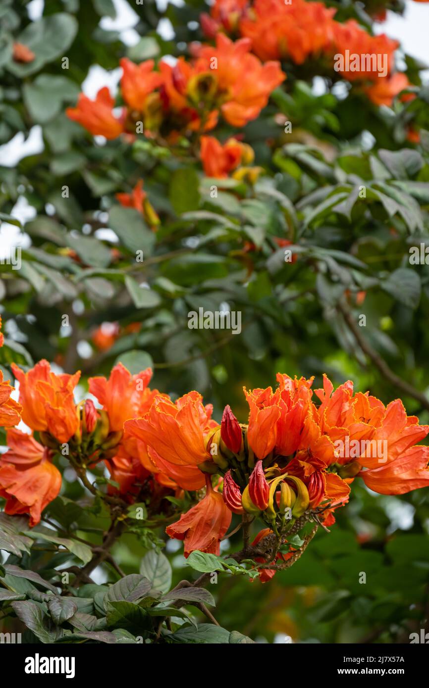 beautiful blooming African tulip tree or Spathodea campanulata vertical ...