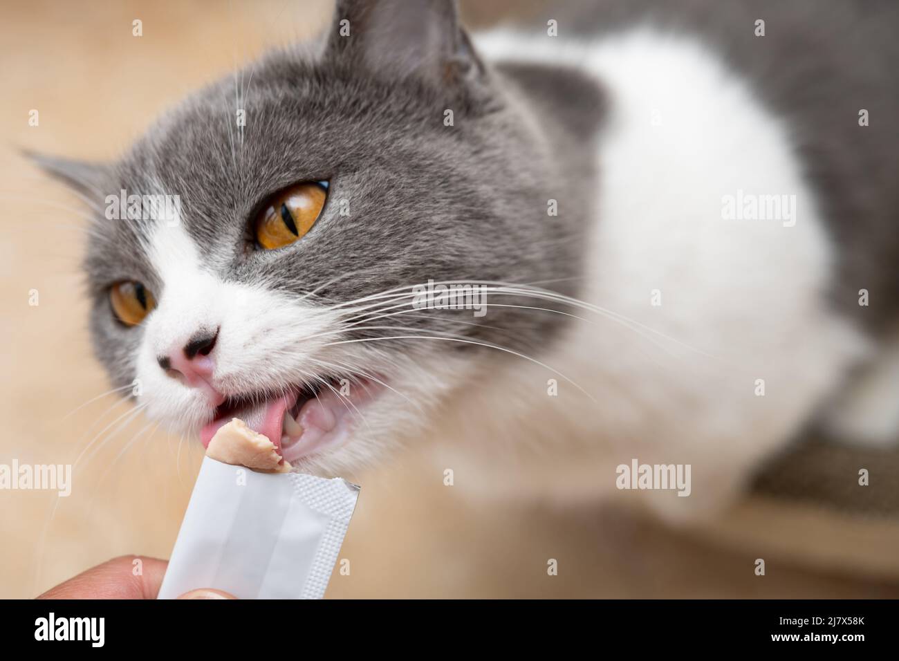 cat eating slice of meat Stock Photo - Alamy