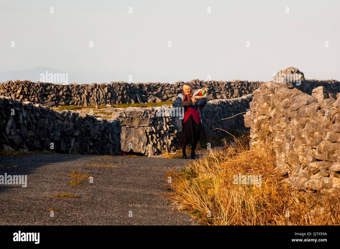 Inishmaan farmer feeding cows on the Aran Island, a stronghold of ...