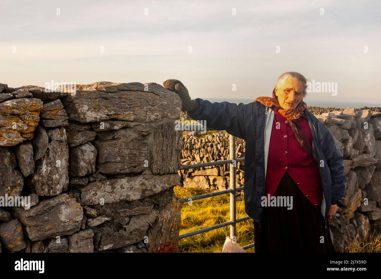 Inishmaan farmer feeding cows on the Aran Island, a stronghold of ...