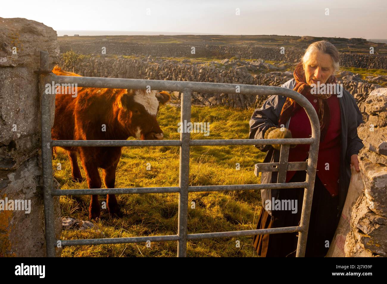 An Inishmaan farm and feeding her cows as the sun sets on this remote ...
