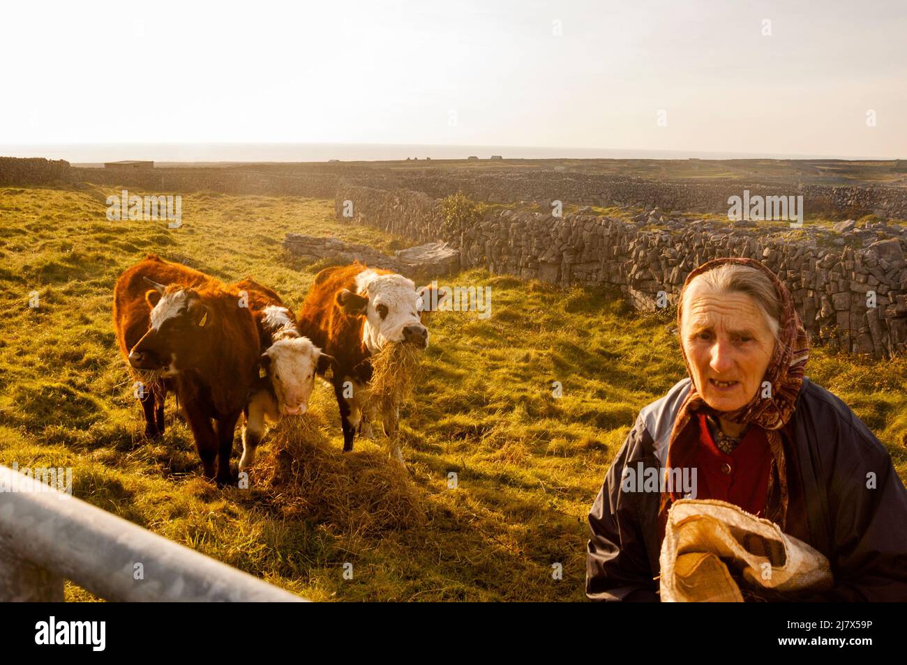 An Inishmaan farm and feeding her cows as the sun sets on this remote ...