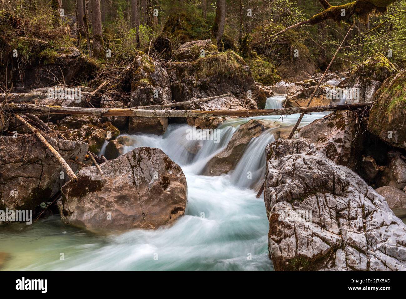 In the Zauberwald, enchanted forest, at lake Hintersee near Ramsau ...