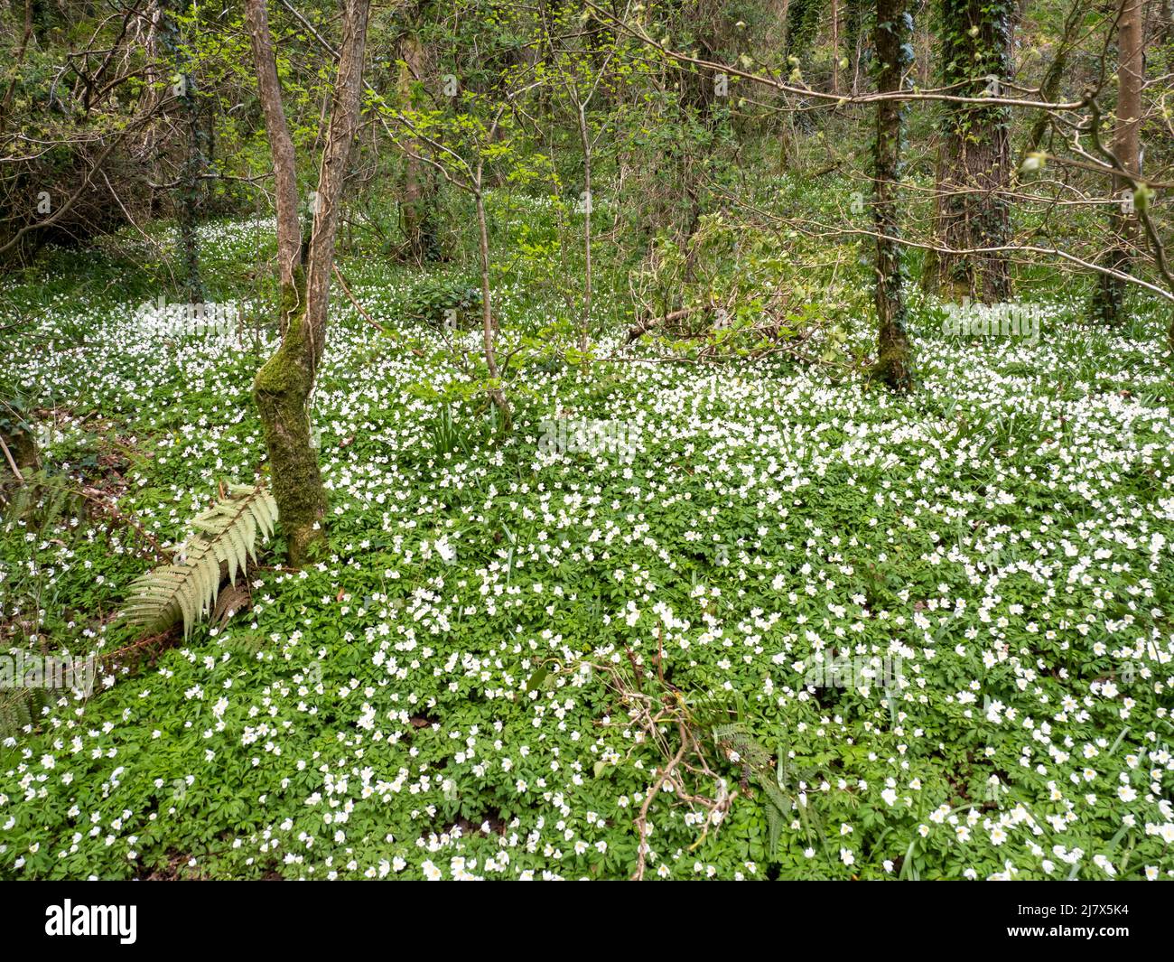 Wood Anemone, Anemone nemorosa, in woodland near Llangefni, Anglesey ...
