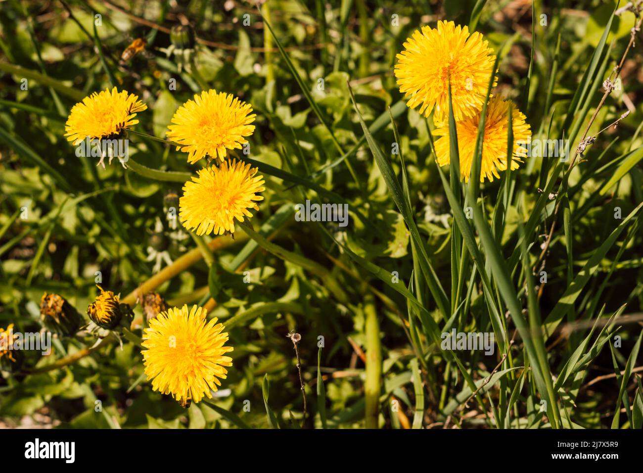 Beautiful dandelions in green grass hi-res stock photography and images ...