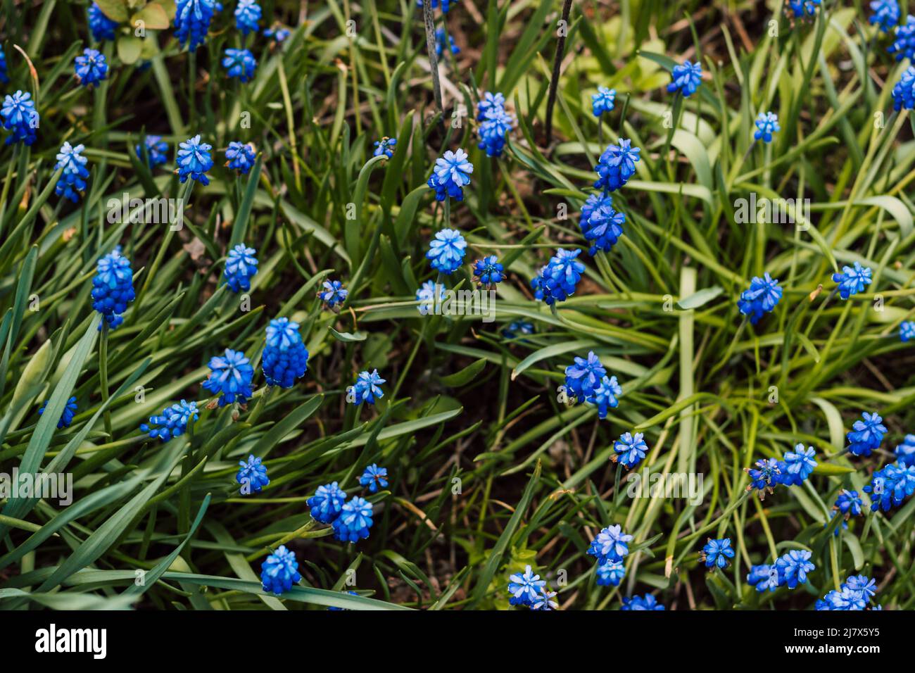 Small blue spring flowers for spring background Stock Photo - Alamy