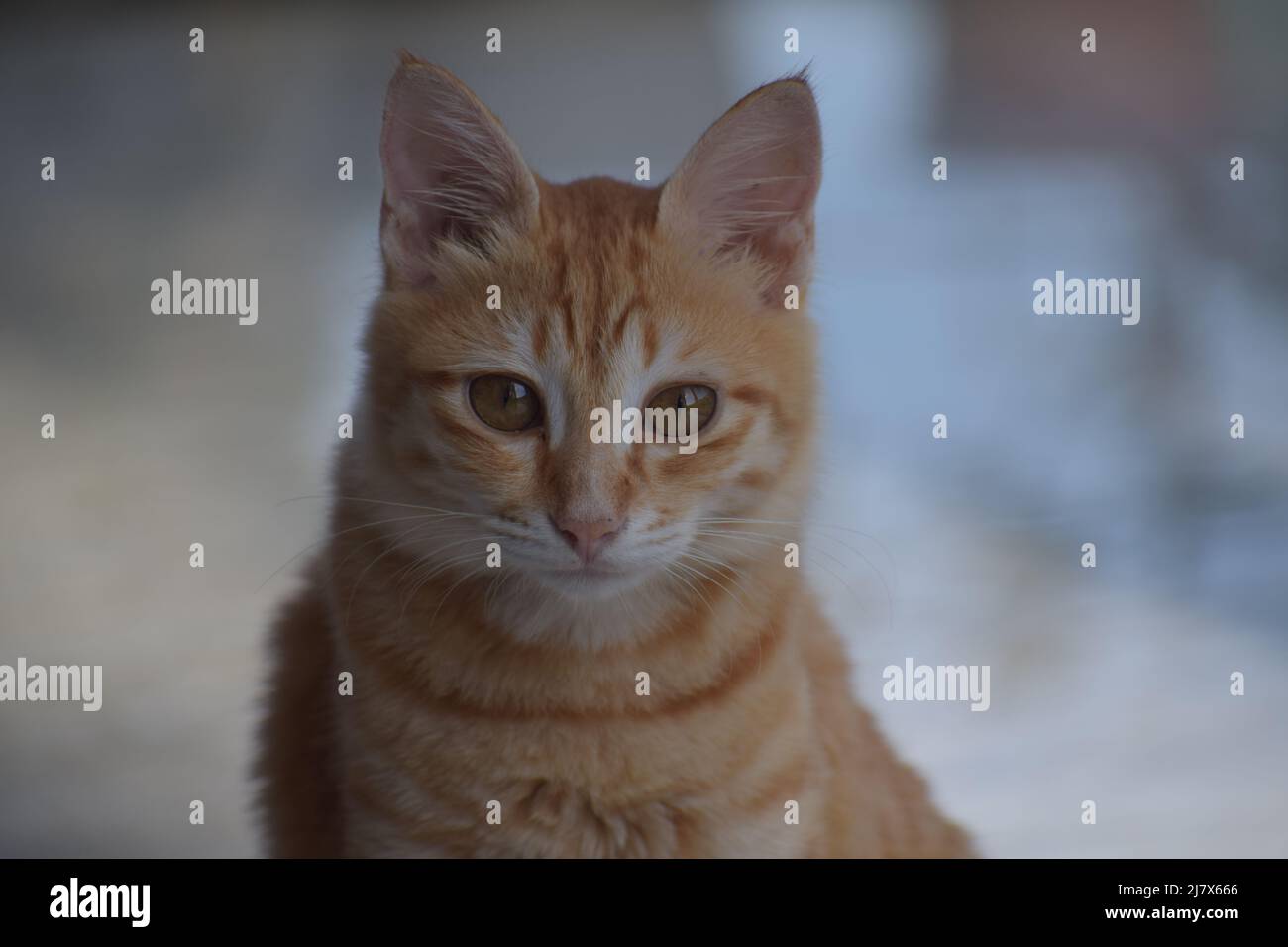 Pressing cat hi-res stock photography and images - Alamy
