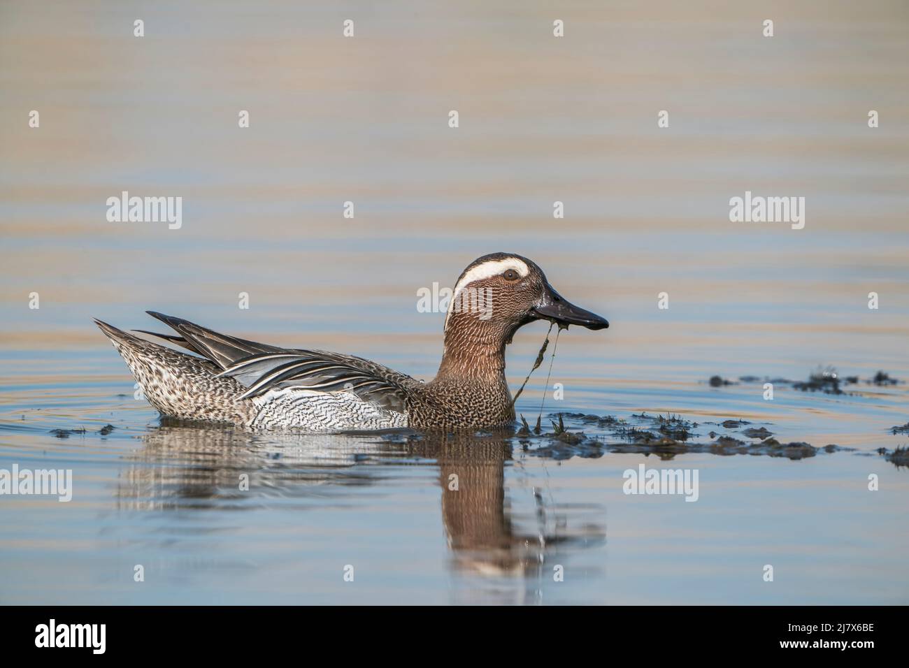 Garganey, Spatula querquedula, single adult male, drake, swimming on ...
