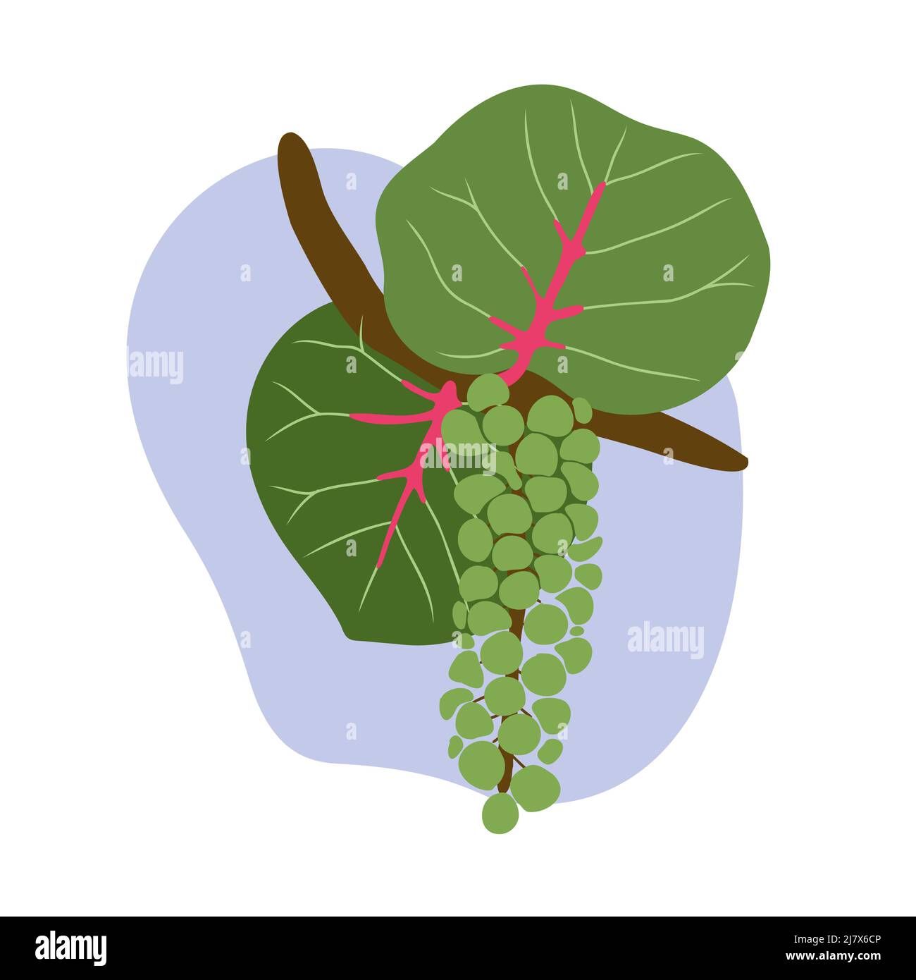 Sea grape tree coccoloba uvifera Stock Vector Images - Alamy