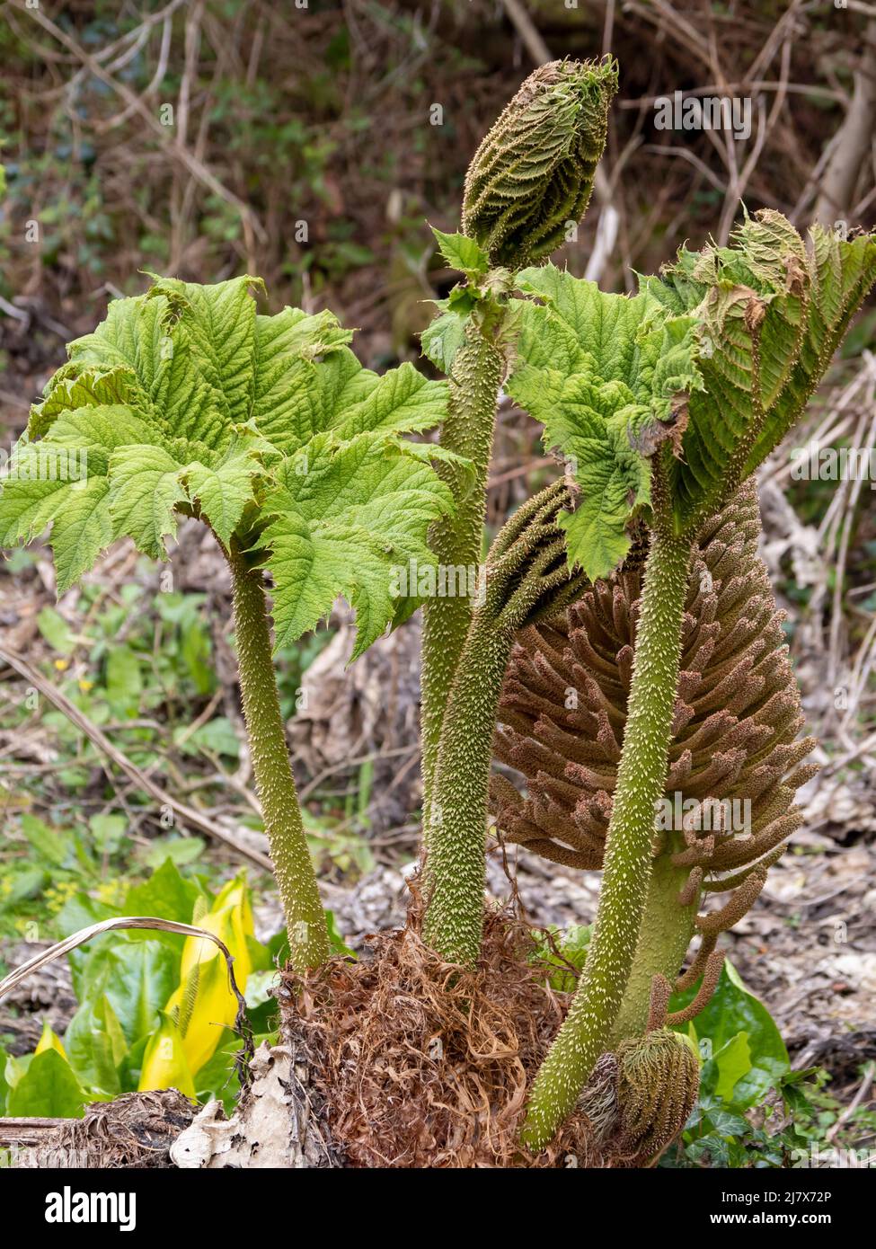 Gunnera plants in the gardens at Plas Newydd on Anglesey, Wales, UK ...