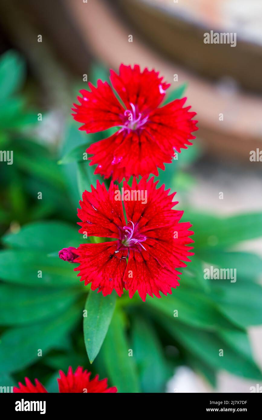 A blooming beautiful red dianthus flower in the garden Stock Photo - Alamy