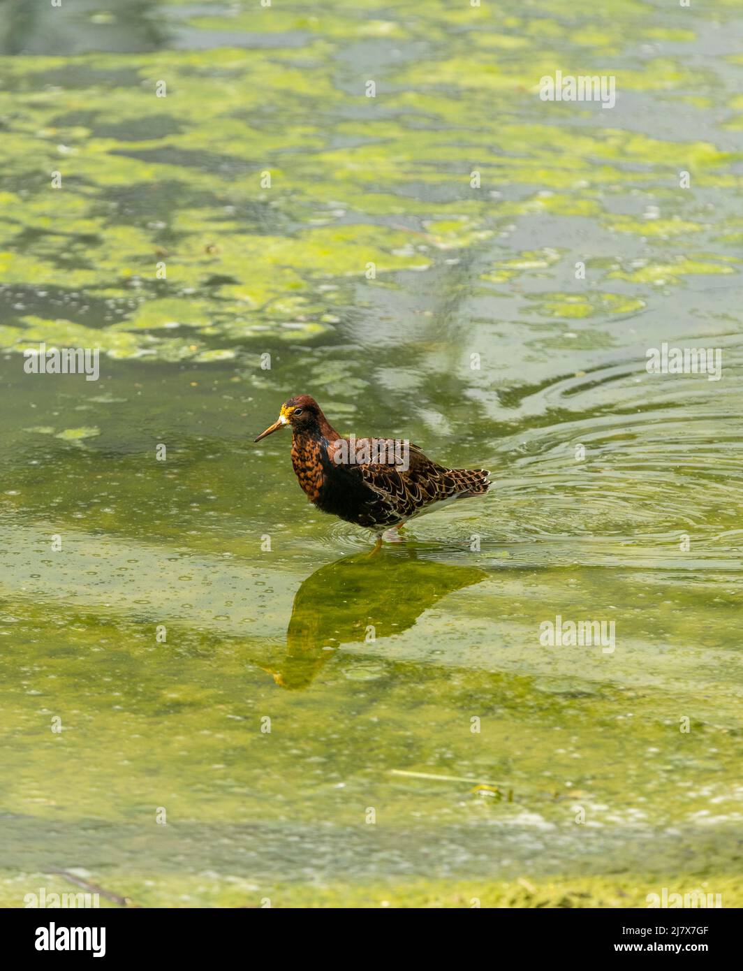 Male Ruff Slimbridge WWT Stock Photo - Alamy