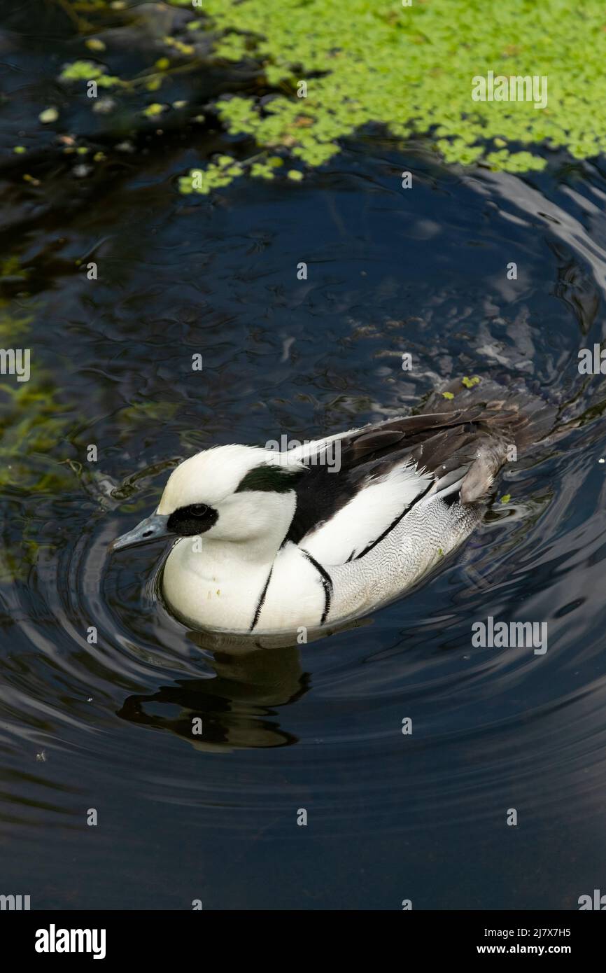 Drake Smew. Slimbridge WWT Stock Photo - Alamy