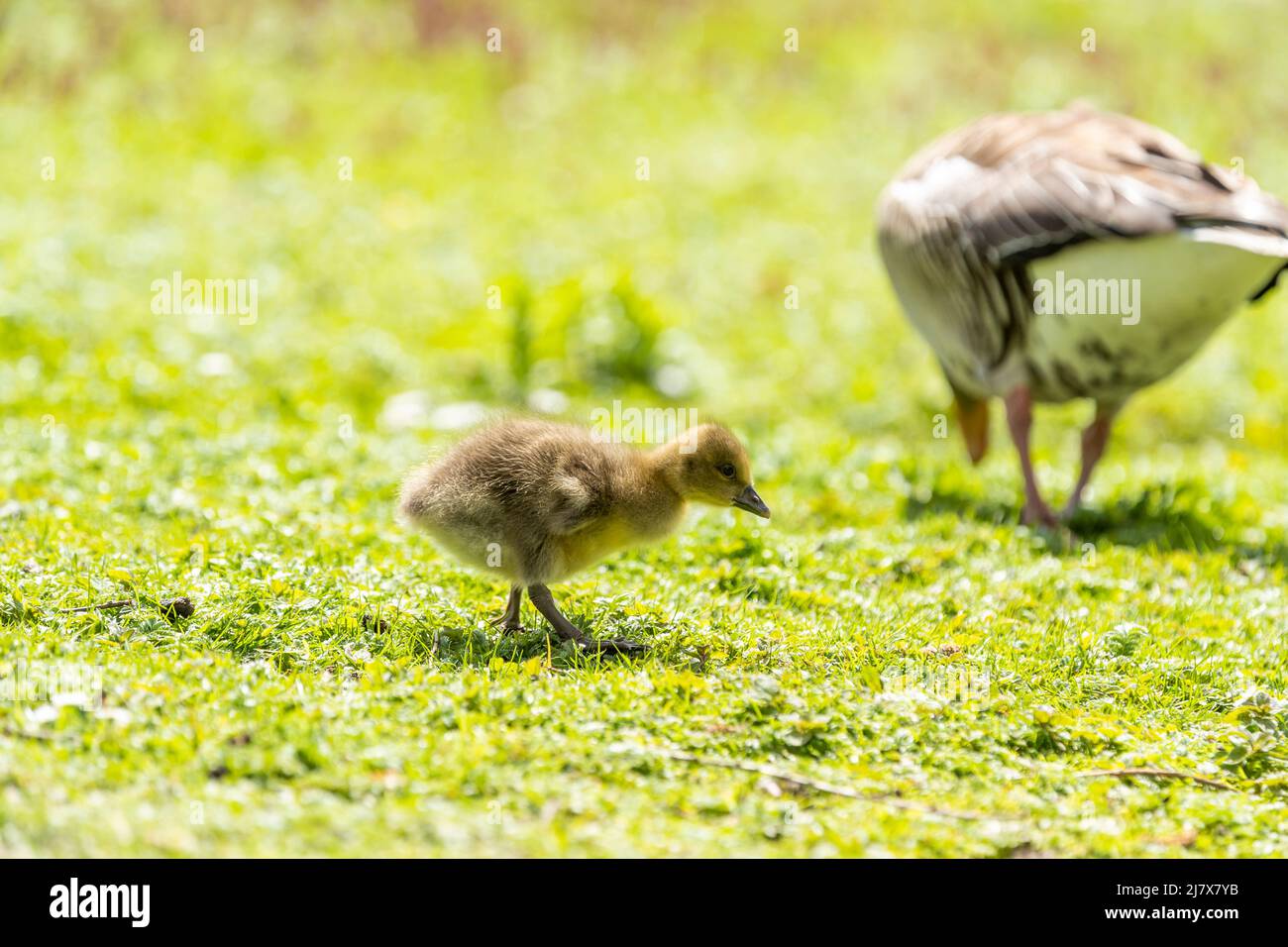 Peter and his goose hi-res stock photography and images - Alamy