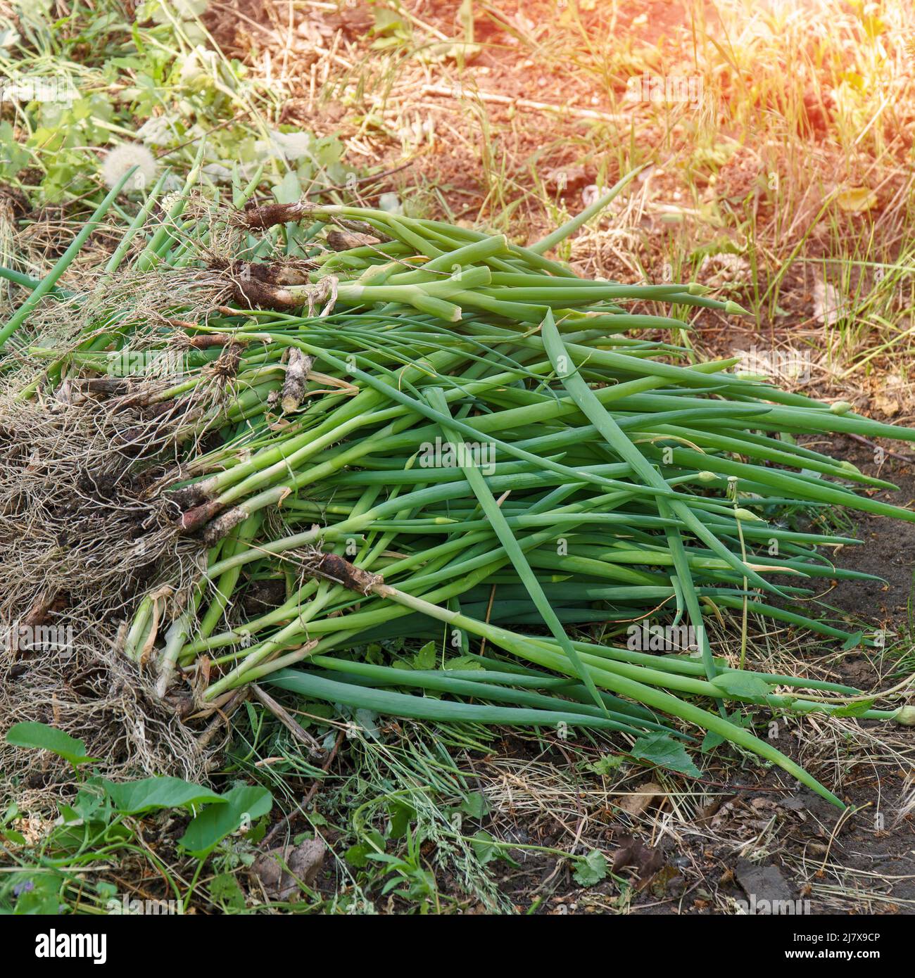 Roots unearthed hi-res stock photography and images - Alamy